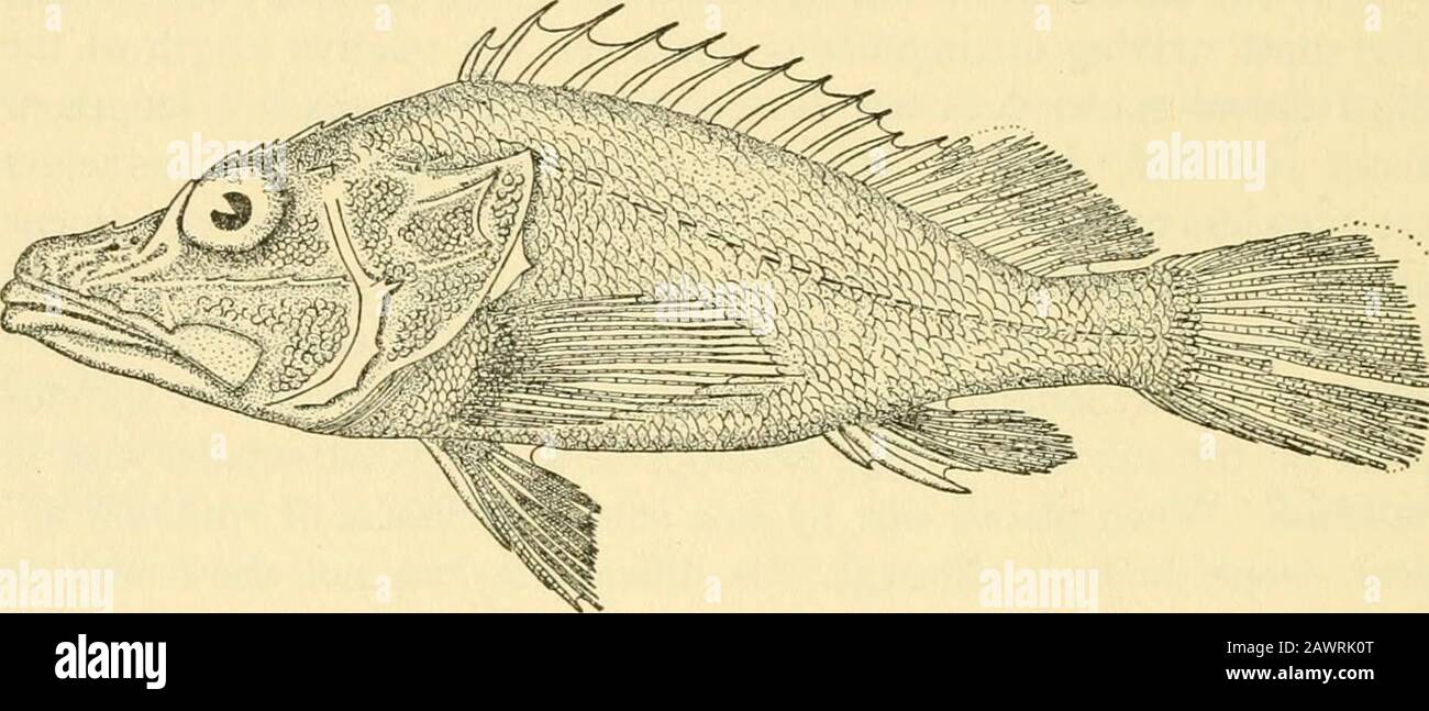 Cycloid scales hi-res stock photography and images - Alamy