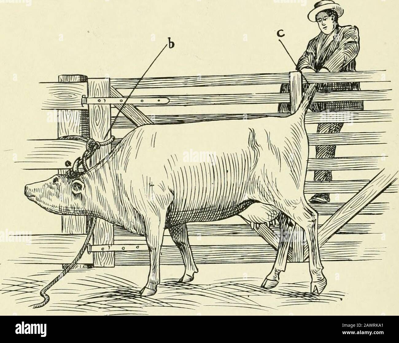 Cattle restraint hi-res stock photography and images - Alamy