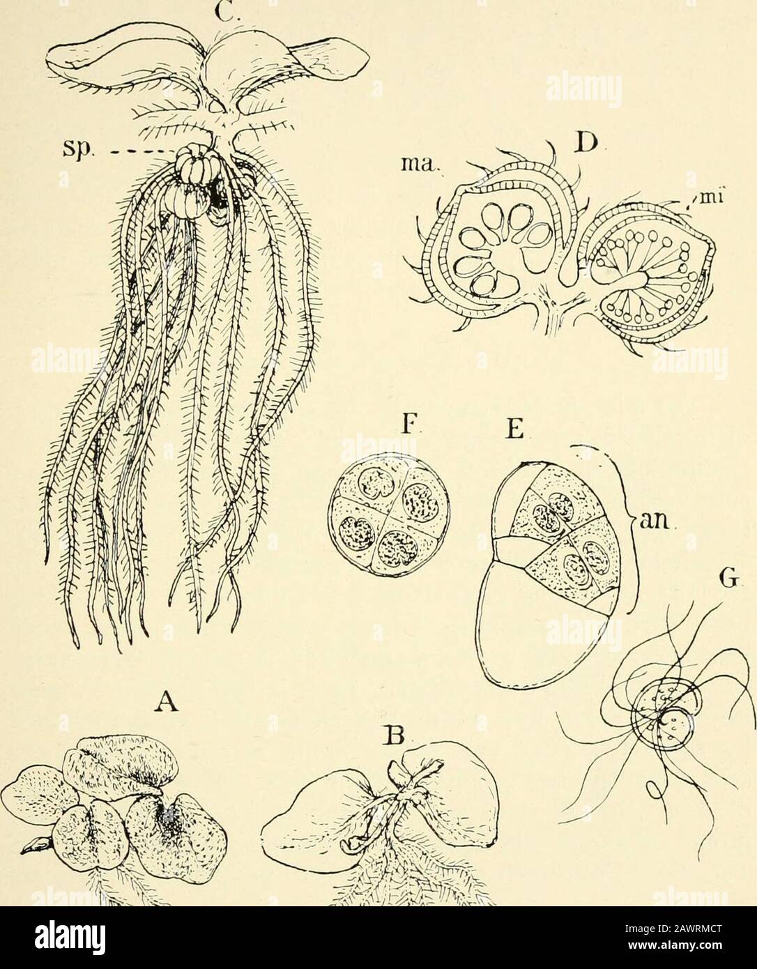 Dorsiventral hi-res stock photography and images - Alamy