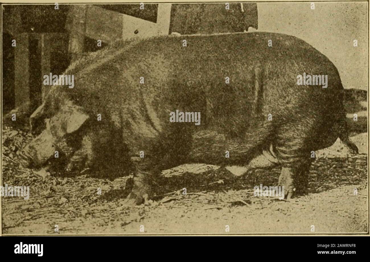 Chester white hog hi-res stock photography and images - Alamy