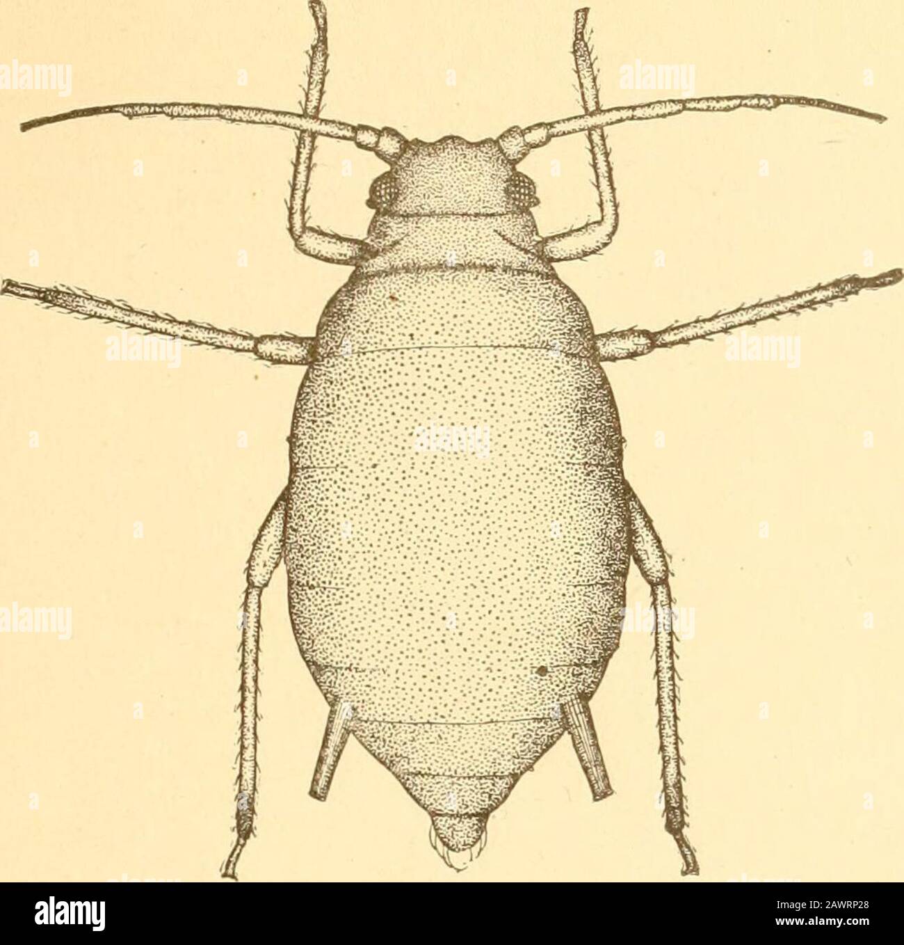 Cucumeris hi-res stock photography and images - Alamy