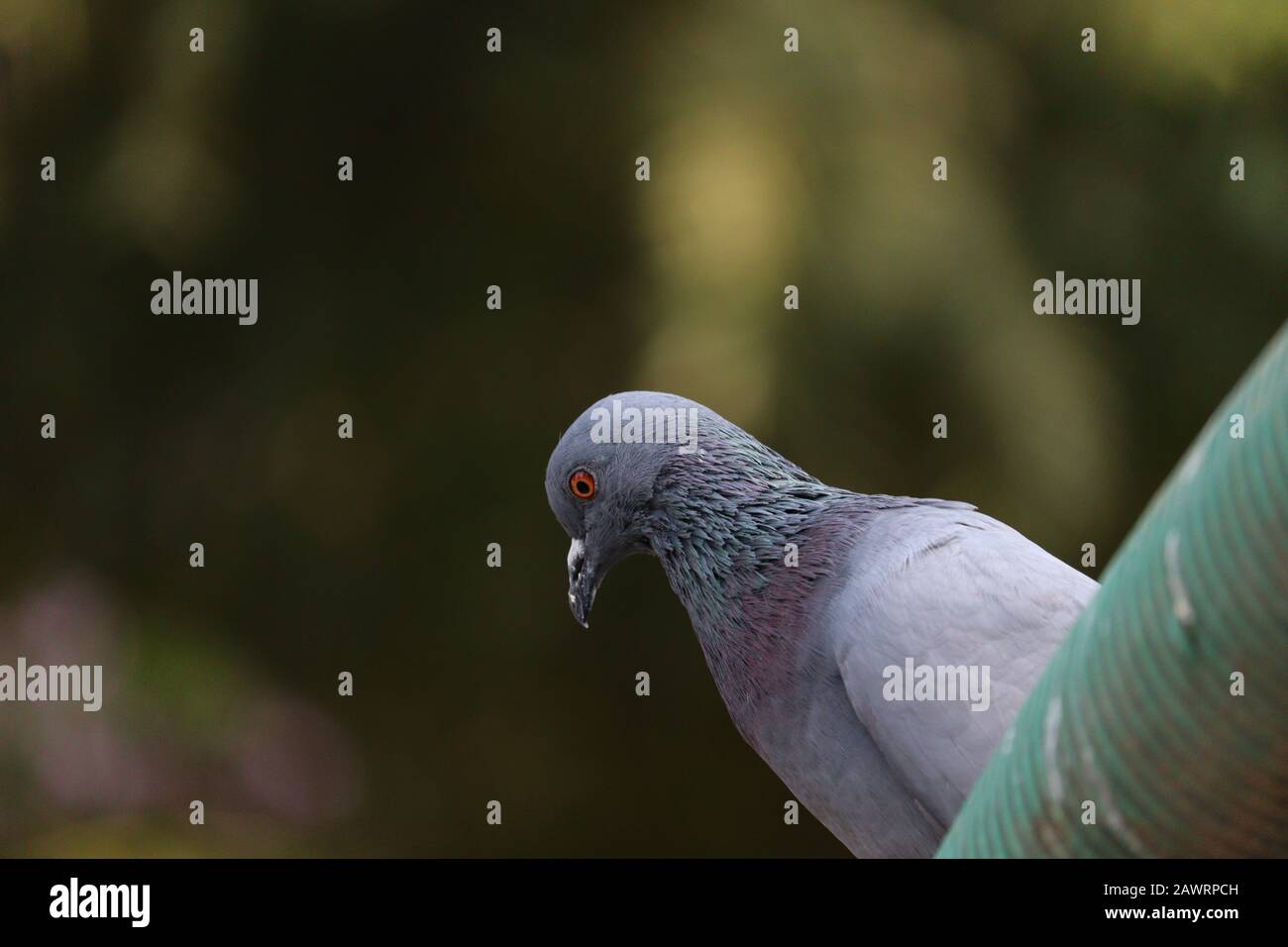 close up of a blue male pigeon bird thinking about health on green ...