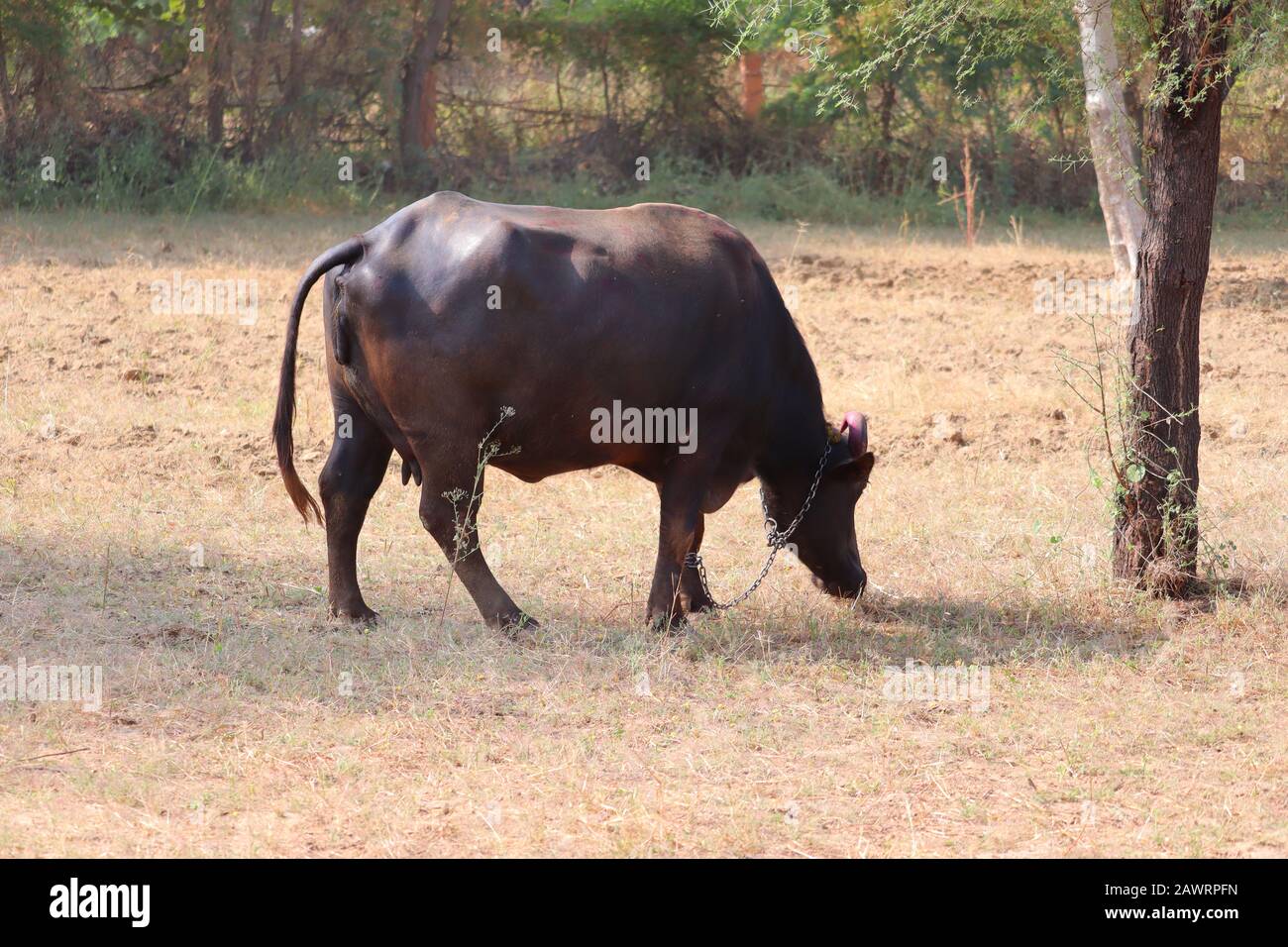 Female buffalo hi-res stock photography and images - Alamy