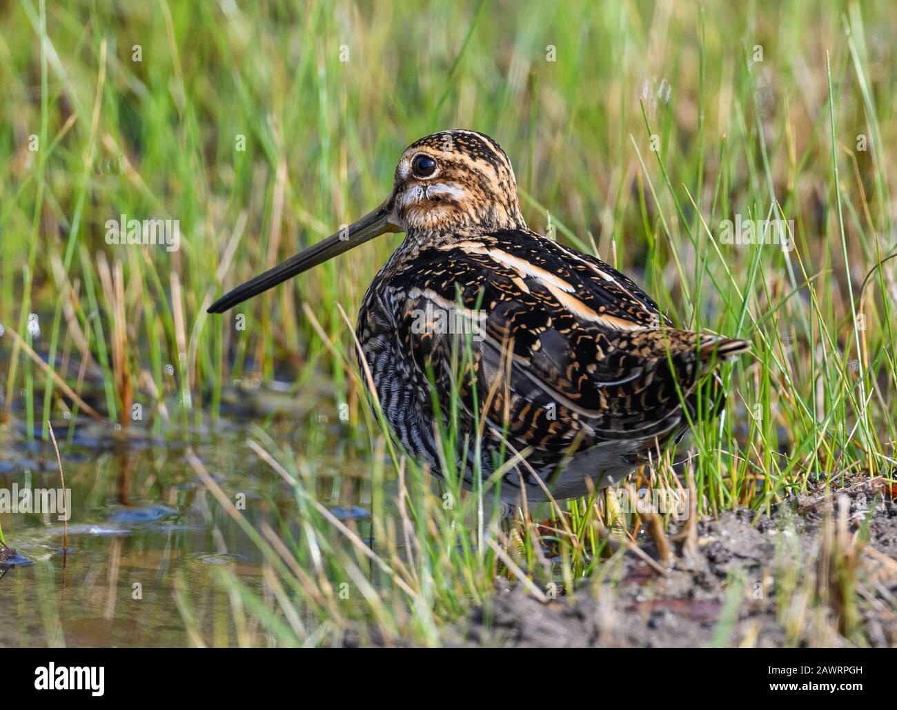 A Wilson's Snipe (Gallinago delicata) in its native habitat. Houston ...