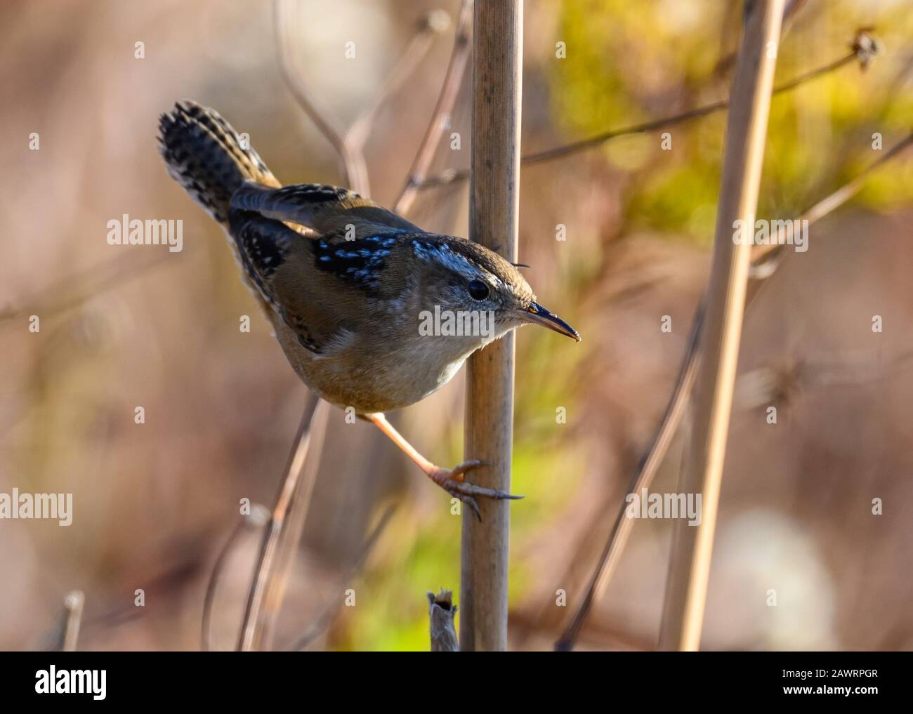 A Marsh Wren (Cistothorus palustris) foraging in the bushes. Houston ...