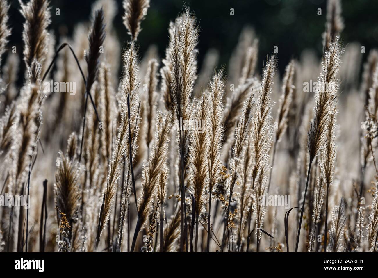 Texas native plant hi-res stock photography and images - Alamy
