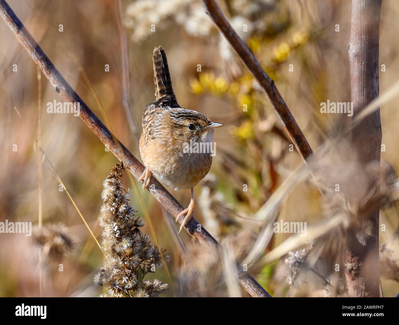 A Sedge Wren (Cistothorus stellaris) foraging in the bushes. Houston ...