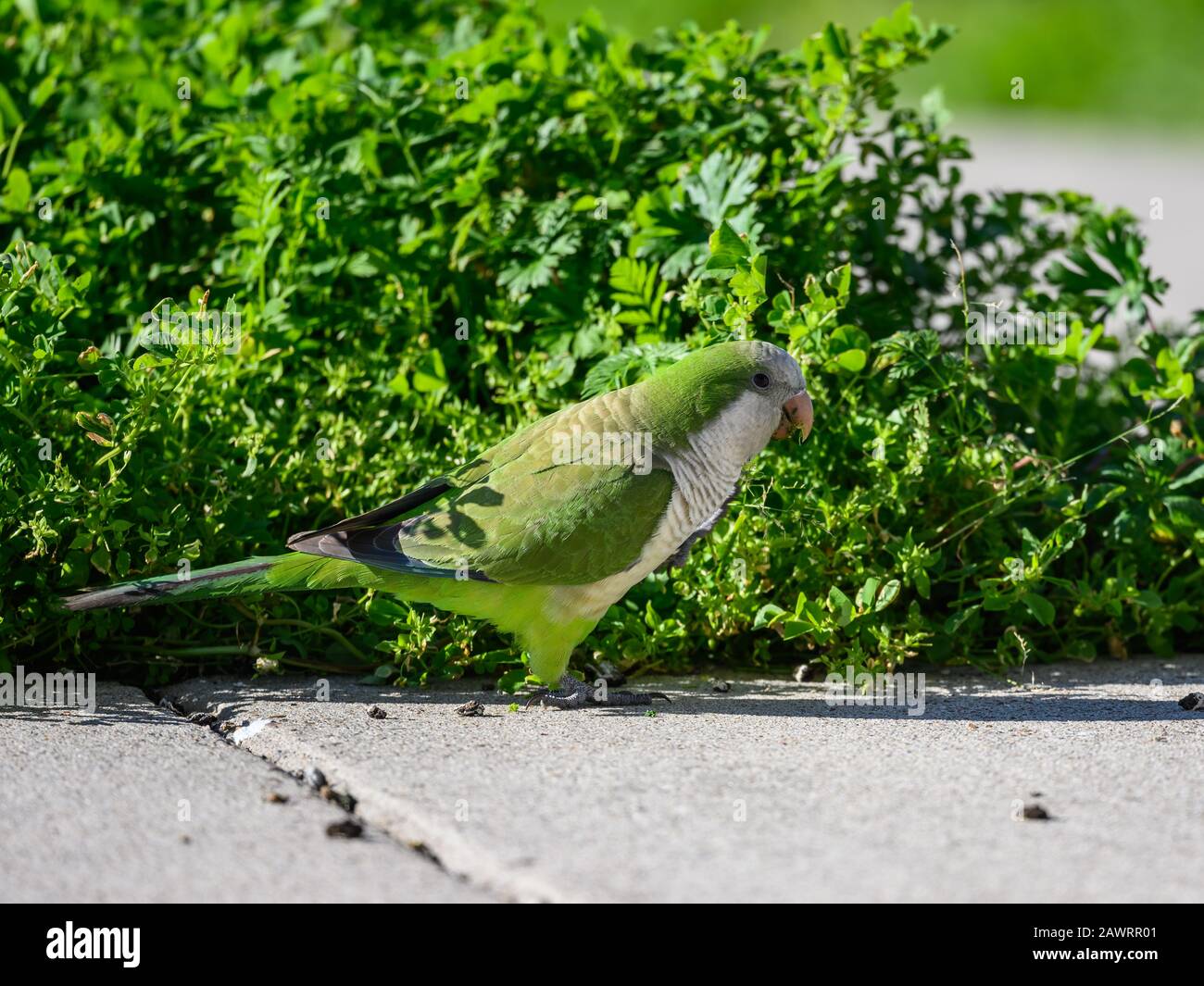 Monk parakeet hi-res stock photography and images - Alamy