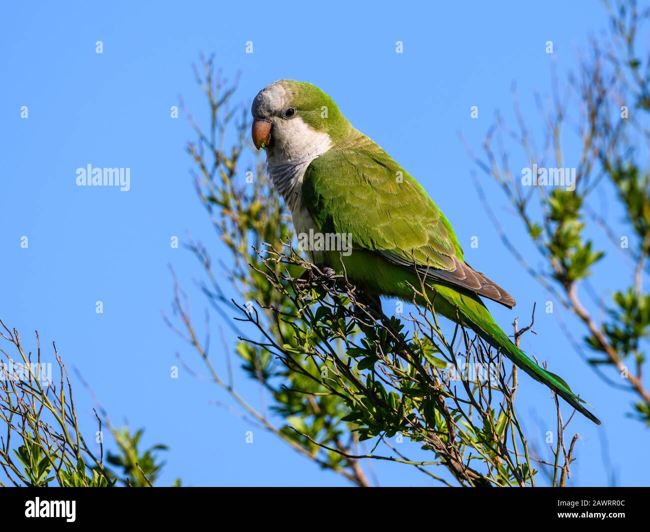 Monk parakeet hi-res stock photography and images - Alamy