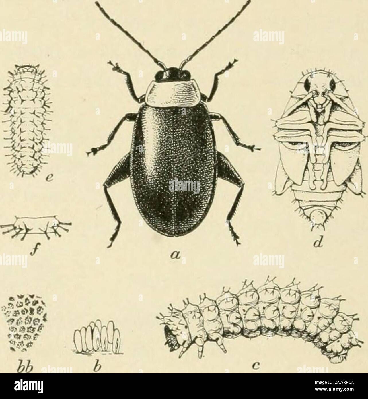 Garden Insect Identification Chart