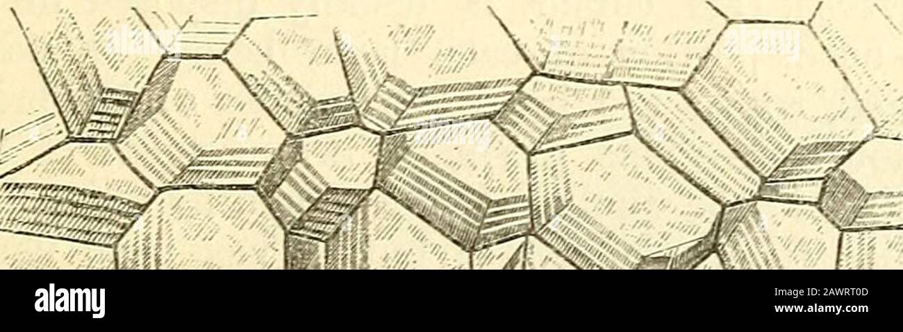 The microscope and its revelations . Fig. 251. Section of Shell of ...