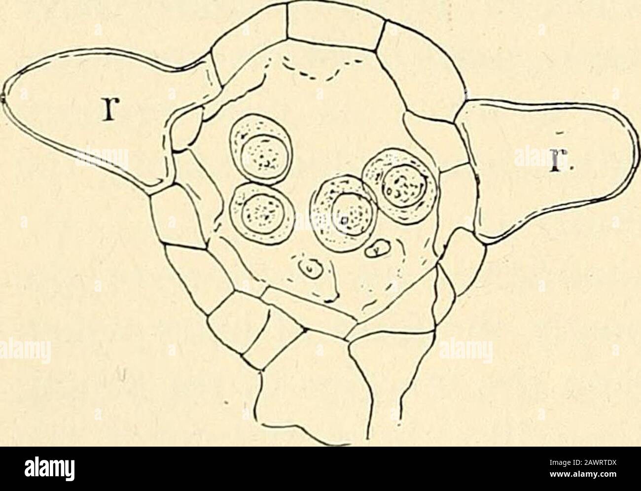 The structure & development of the mosses and ferns (Archegoniatae) . E ...