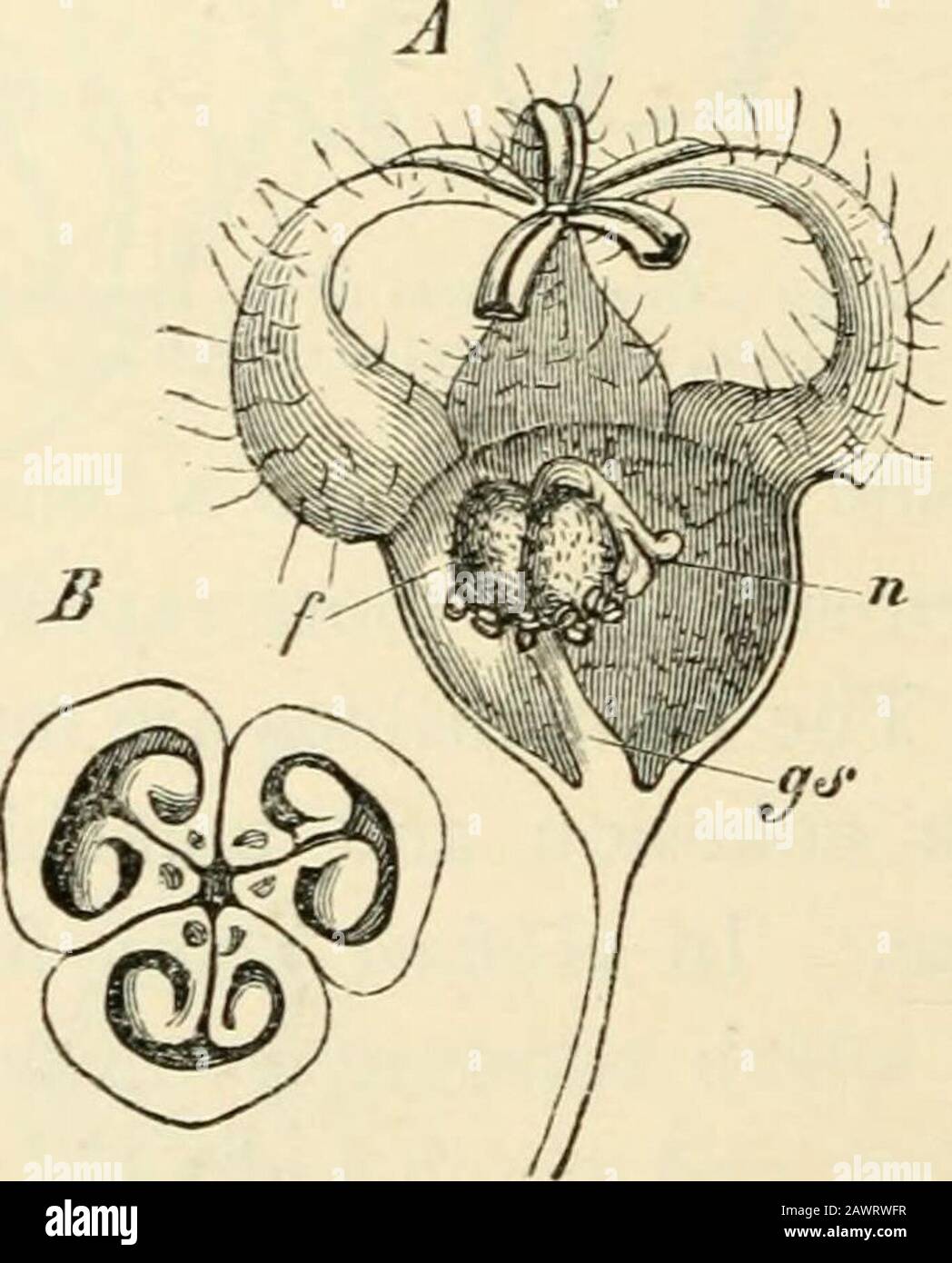 Gynophore hi-res stock photography and images - Alamy