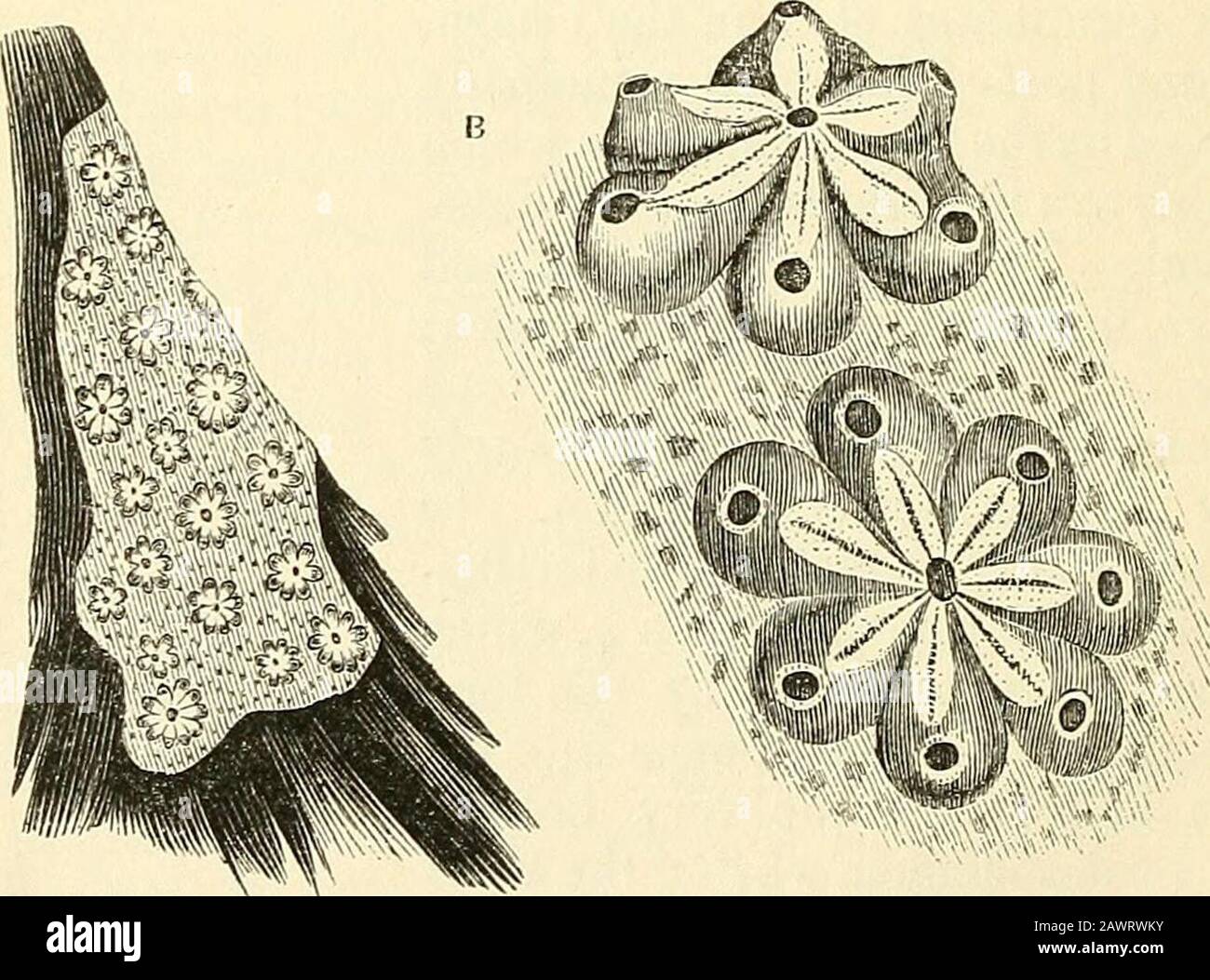 Polypidom hi-res stock photography and images - Alamy