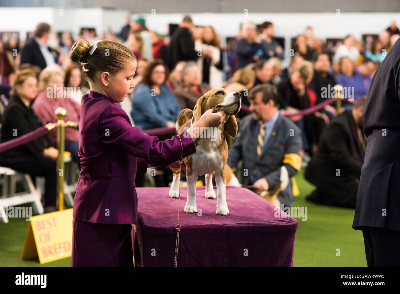 New York City, USA - February 9, 2020: Junior handler presenting her ...