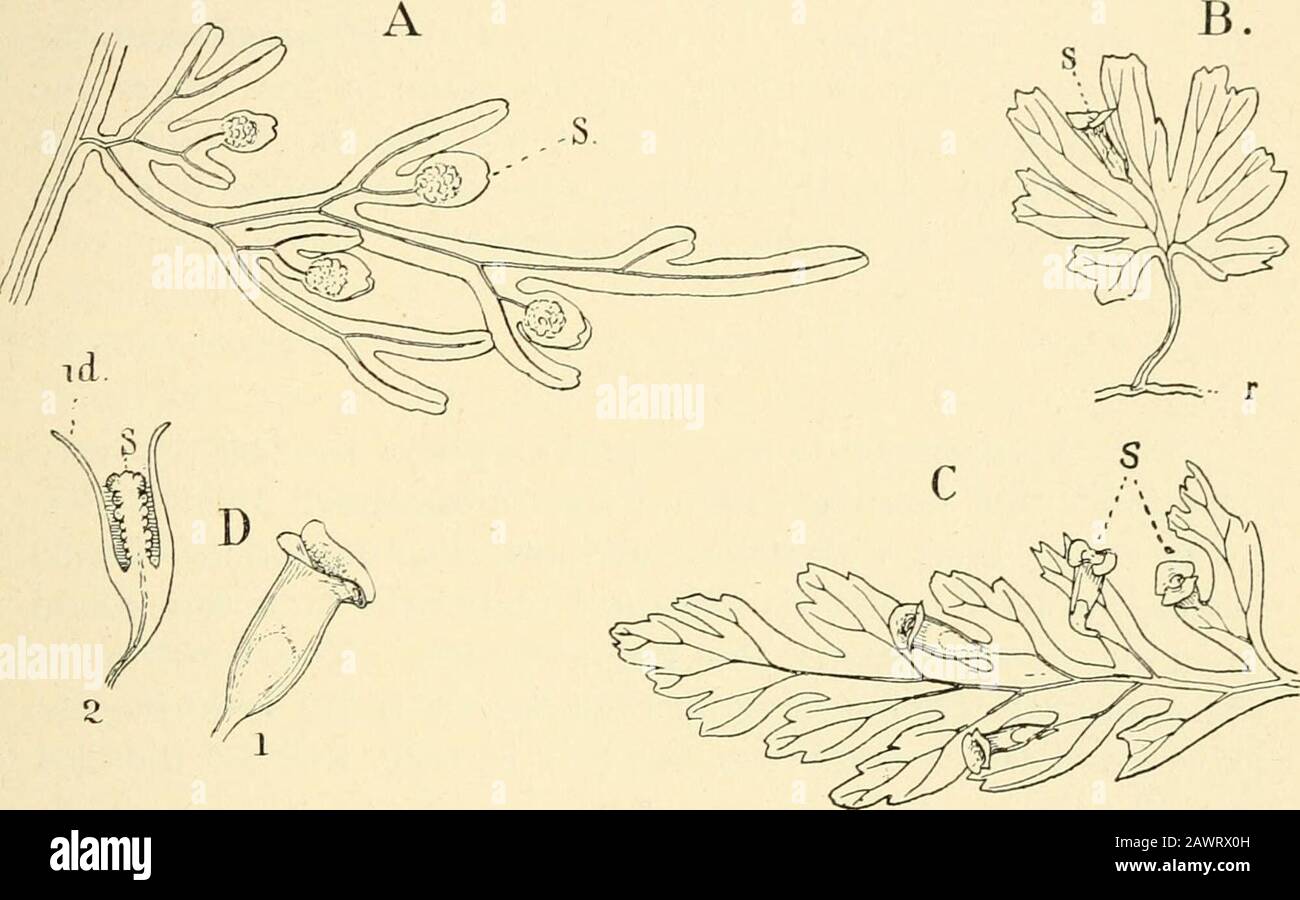 One cell thick hi-res stock photography and images - Alamy