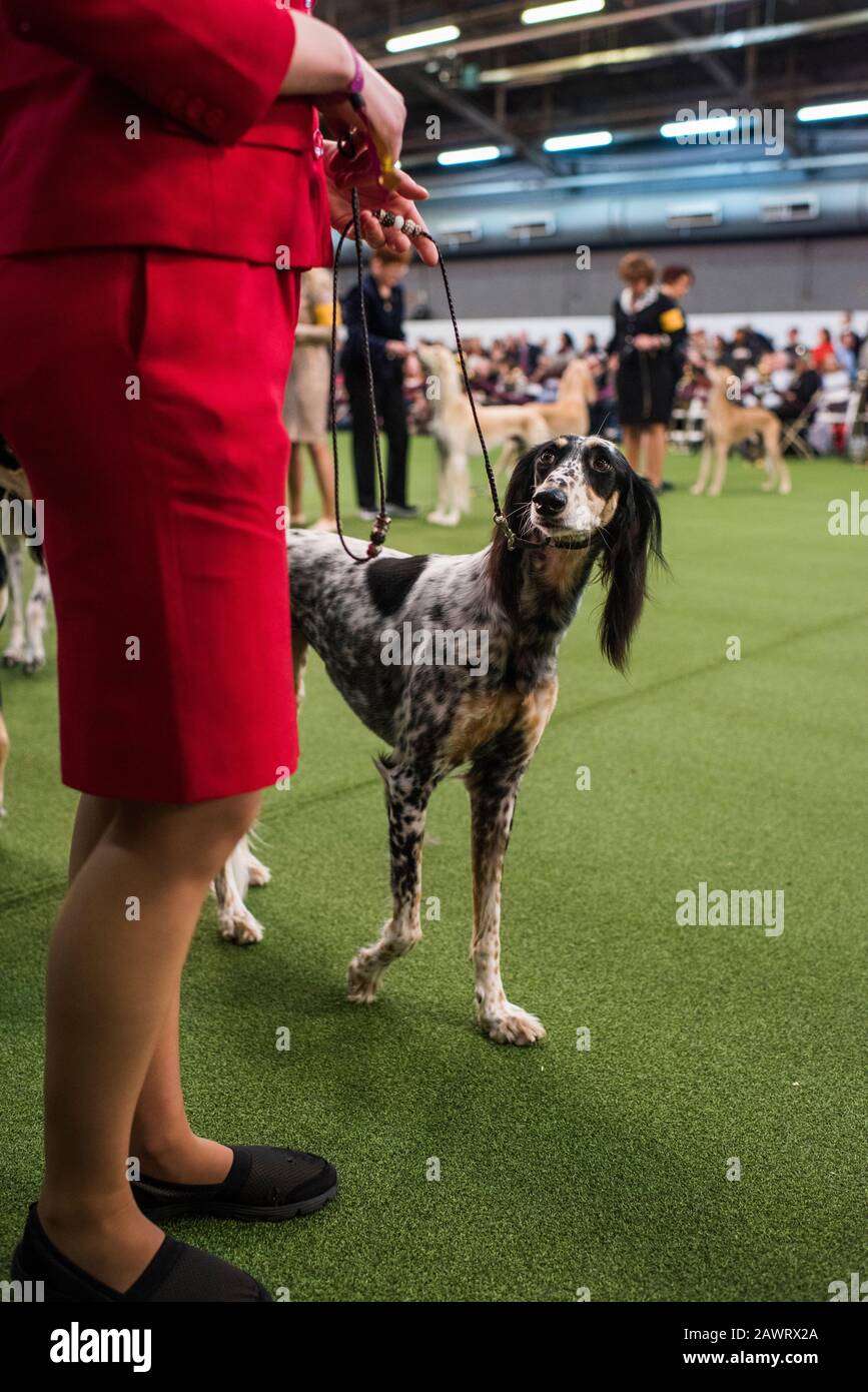 Hound show usa hi-res stock photography and images - Alamy