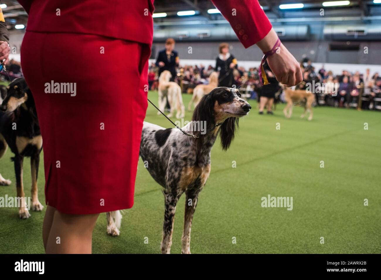 New York City, USA - February 9, 2020: Saluki Hound dog with handler in ...