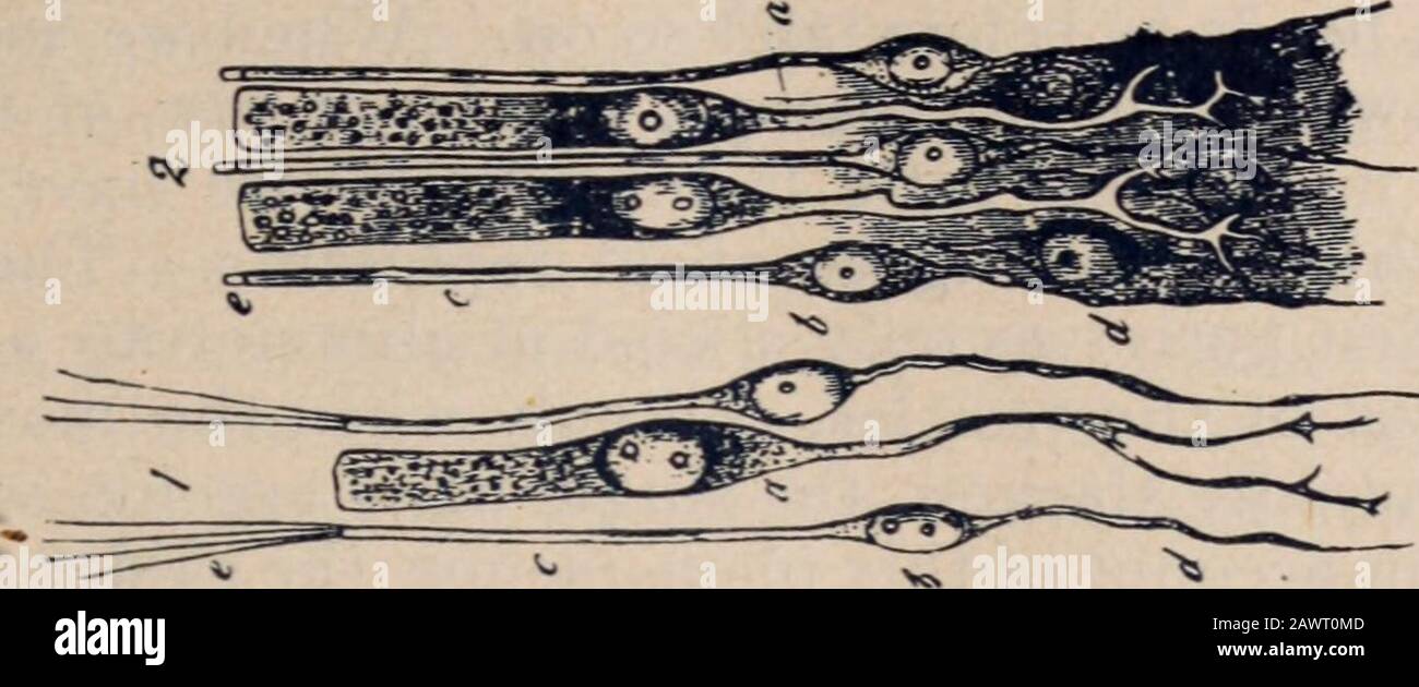 Basement serous membrane hi-res stock photography and images - Alamy