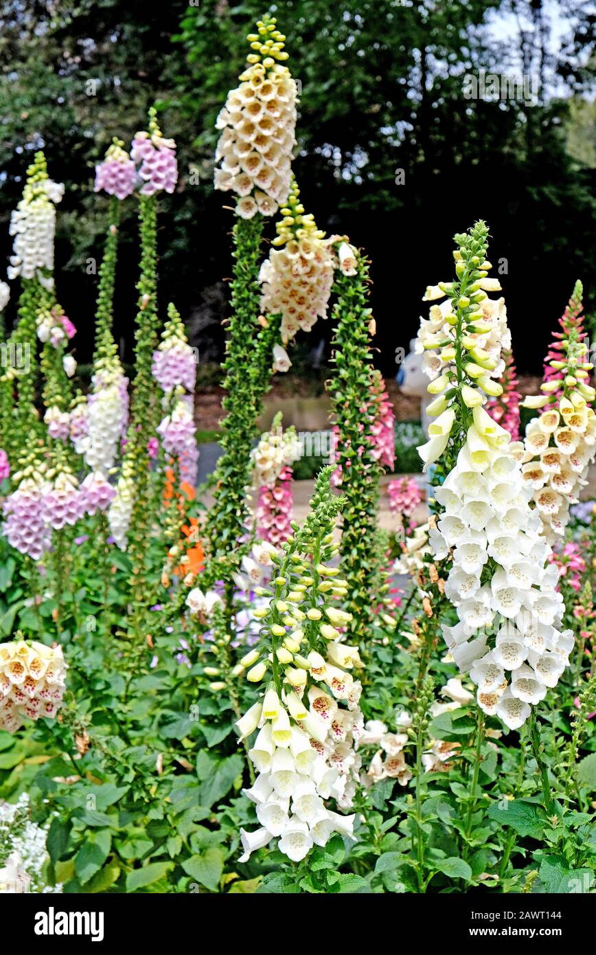Beautiful Digitalis also known as Foxglove plant in Royal Botanic ...