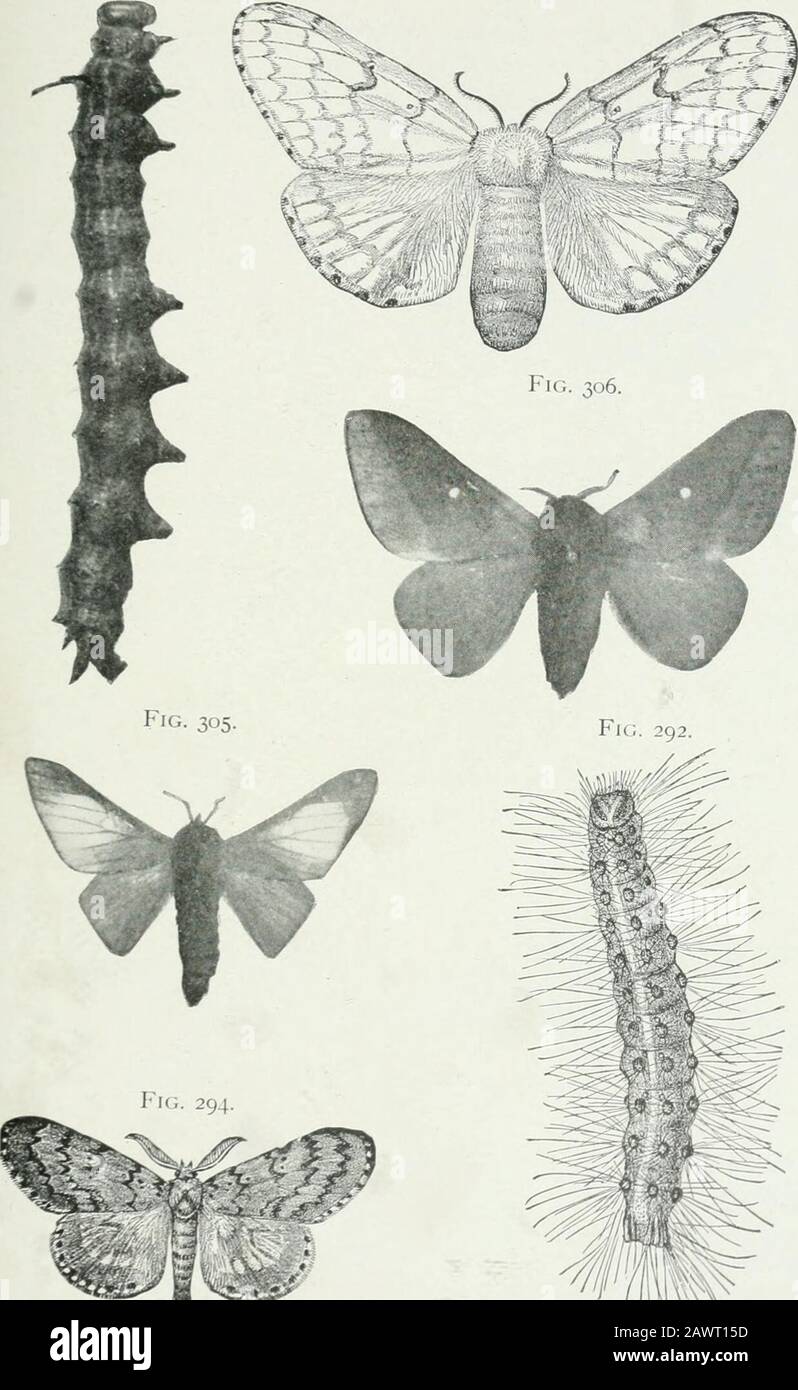 Walnut moths hi-res stock photography and images - Alamy