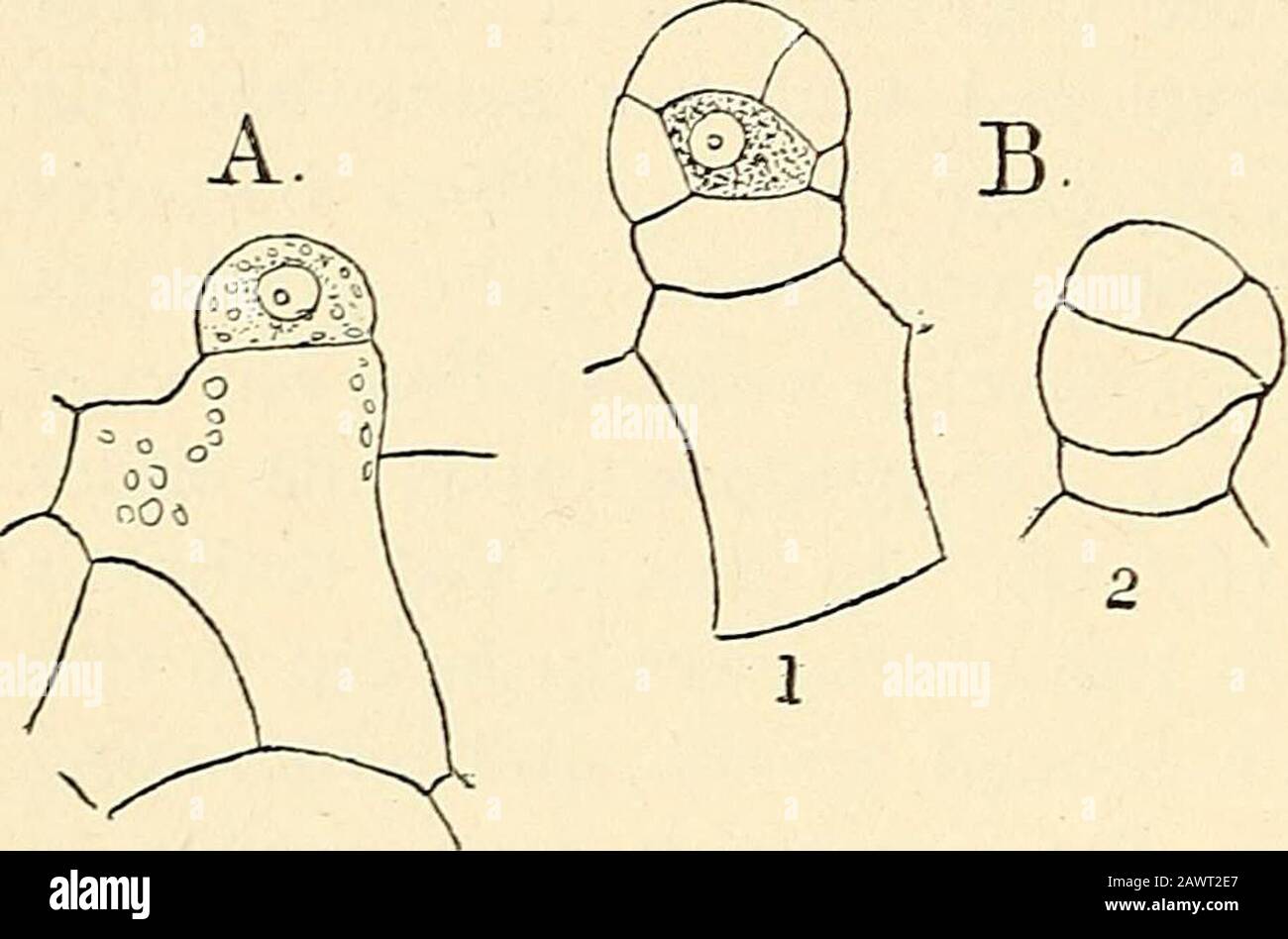 Dome shaped cells hi-res stock photography and images - Alamy
