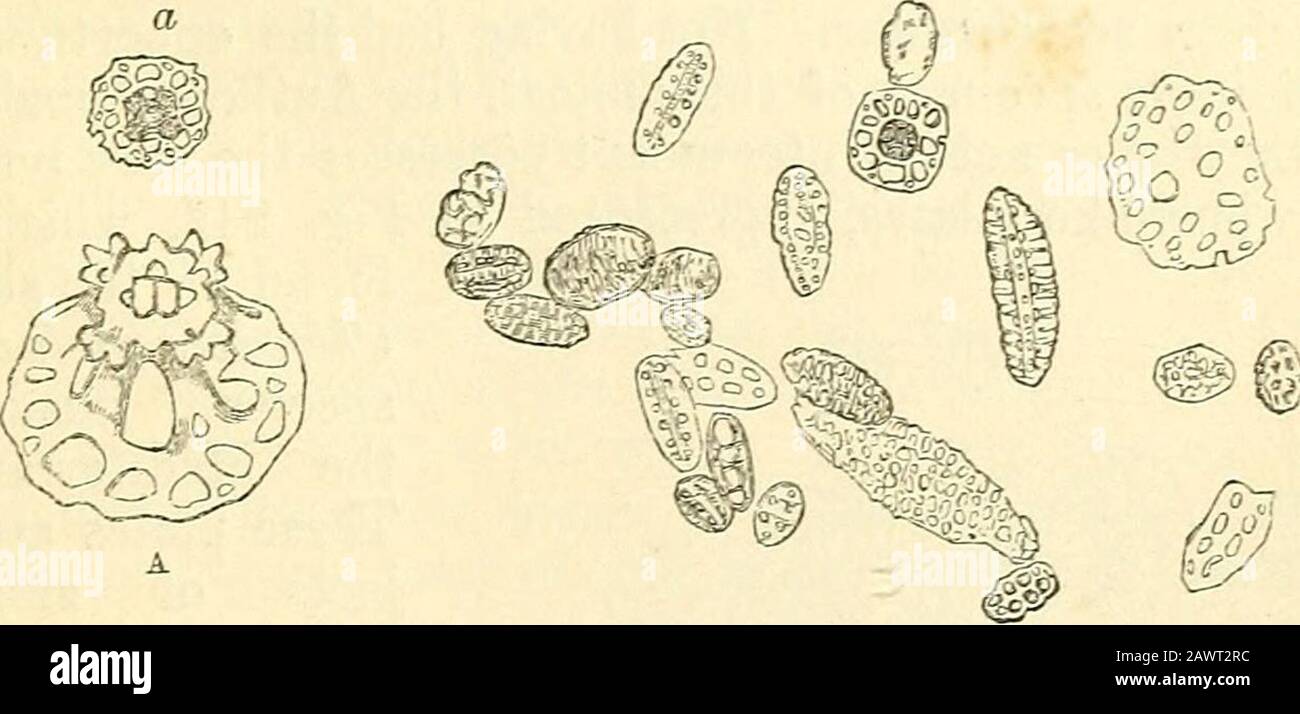 The microscope and its revelations . e curious and oftenvery beautiful ...