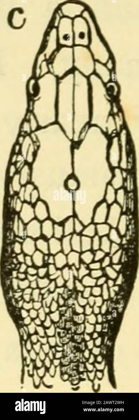 Snakes: curiosities and wonders of serpent life Stock Photo - Alamy