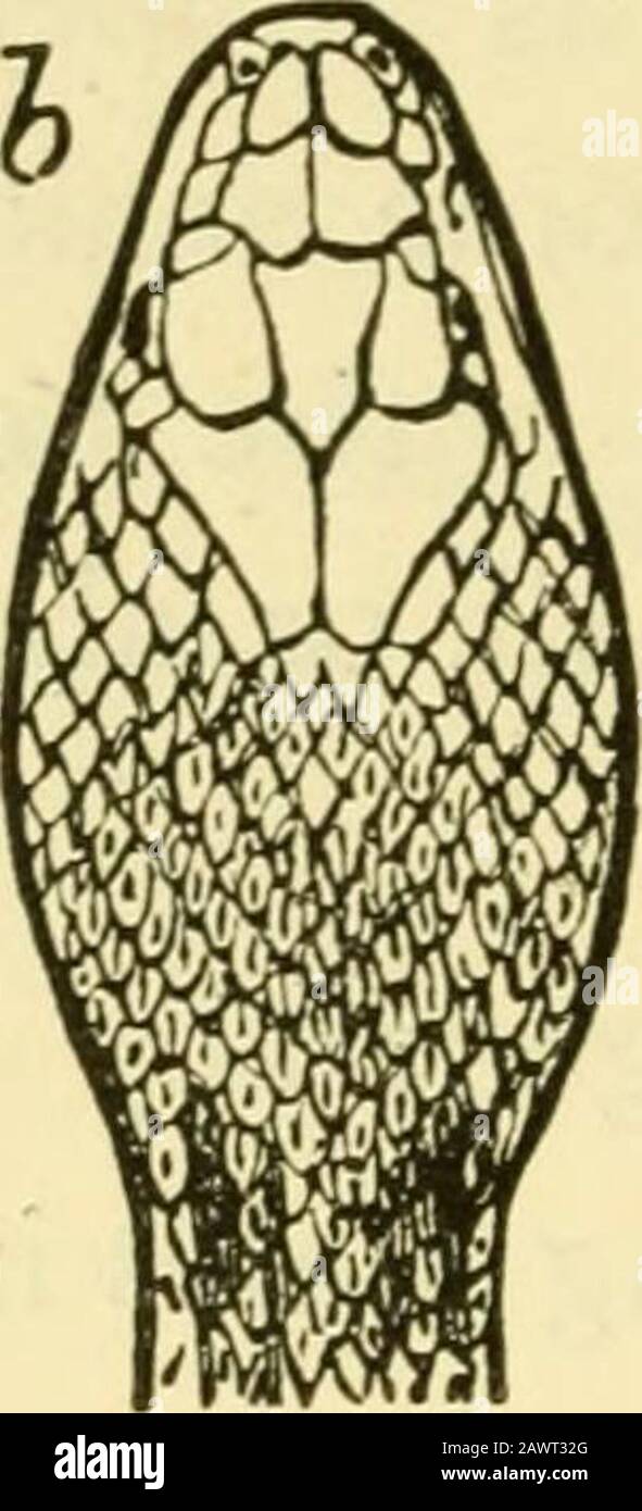 Snakes: curiosities and wonders of serpent life Stock Photo - Alamy