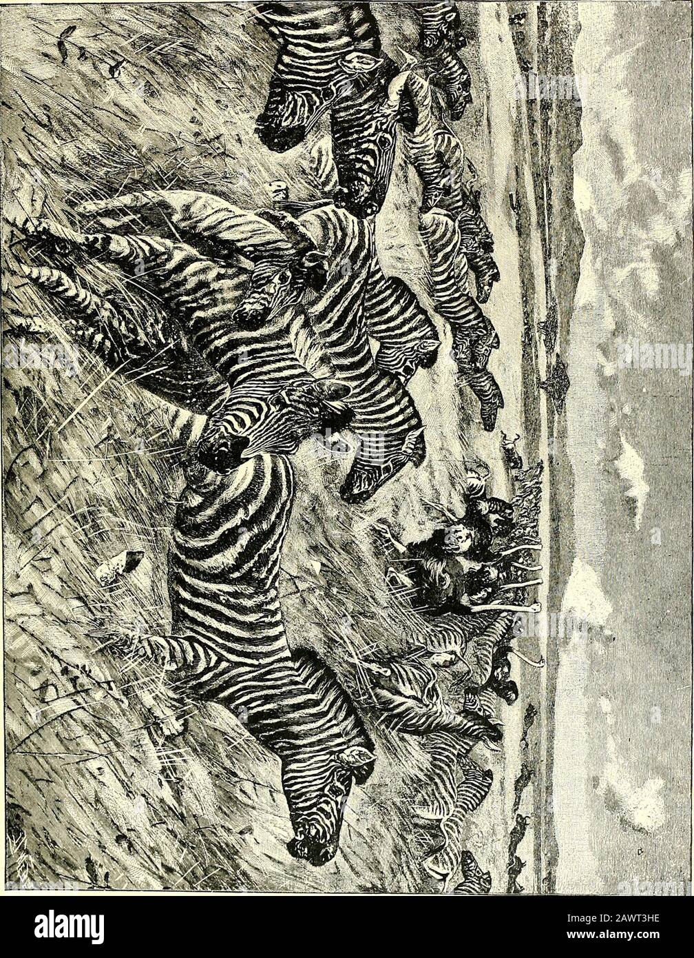 Six zebras hi-res stock photography and images - Alamy