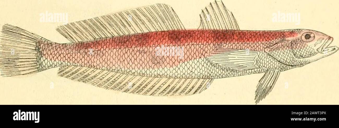 The animal kingdom, arranged according to its organization, serving as ...