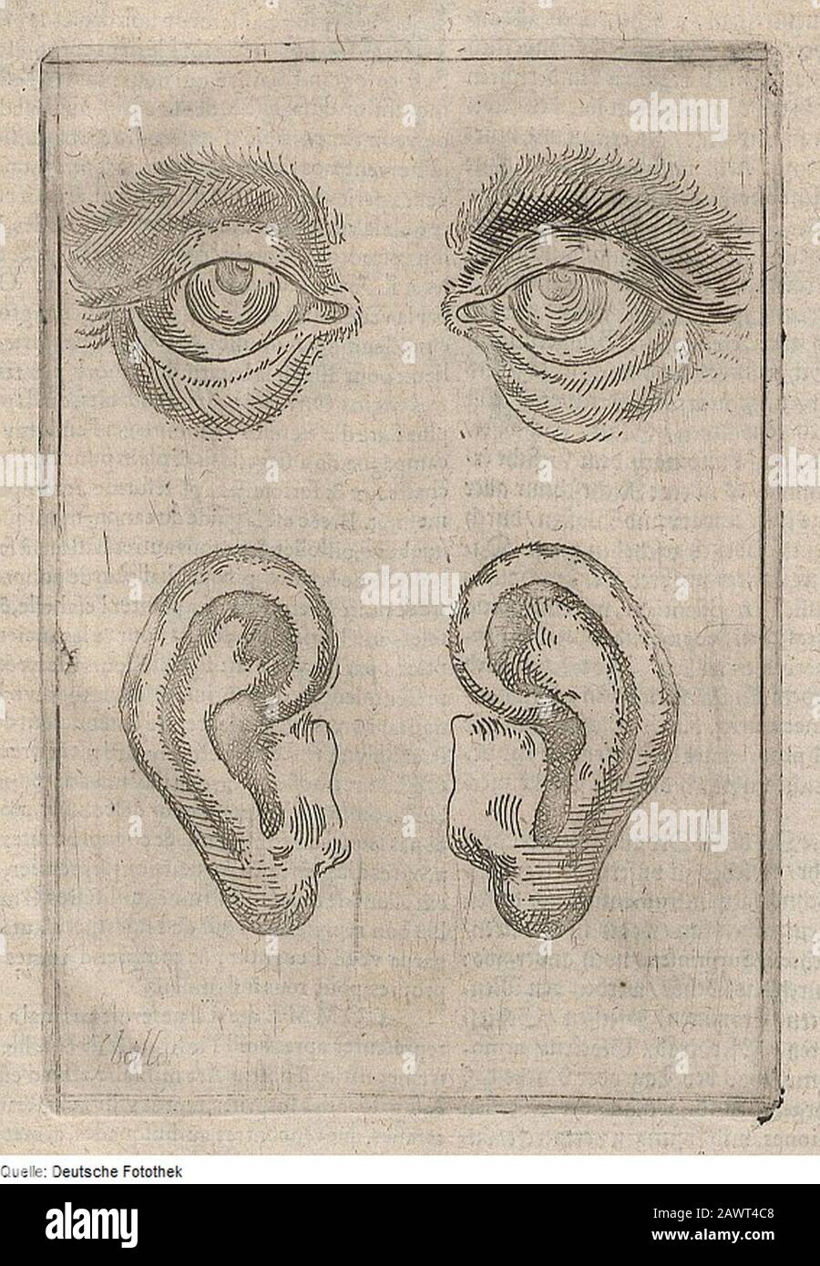 Ohr mensch hi-res stock photography and images - Alamy