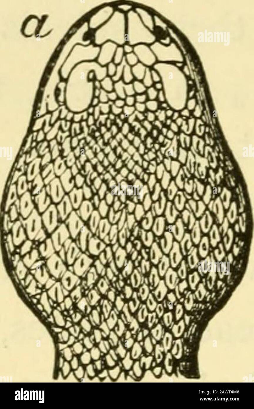 Snakes: curiosities and wonders of serpent life . 3i8 SNAKES. about the ...