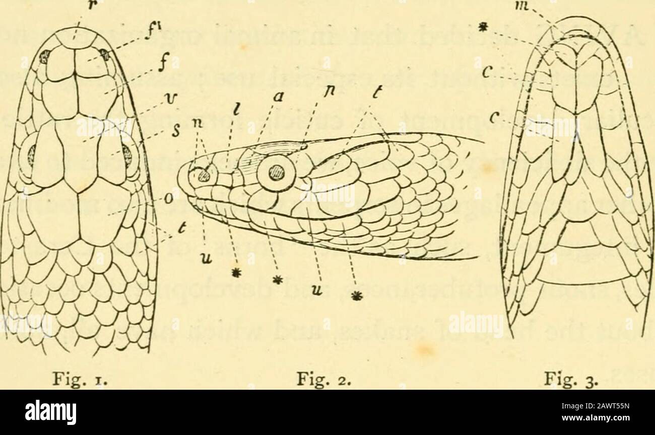 Snakes: curiosities and wonders of serpent life . wool, and all the ...
