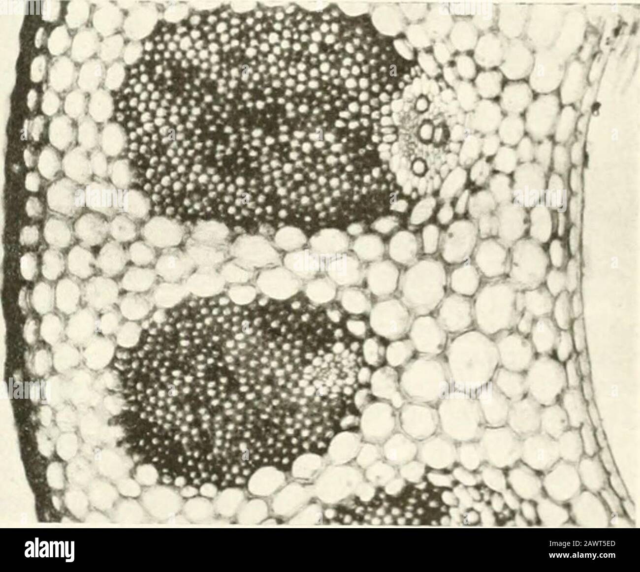 Pulp and paper magazine of Canada . walled tubular cells, (1, figure 25 ...