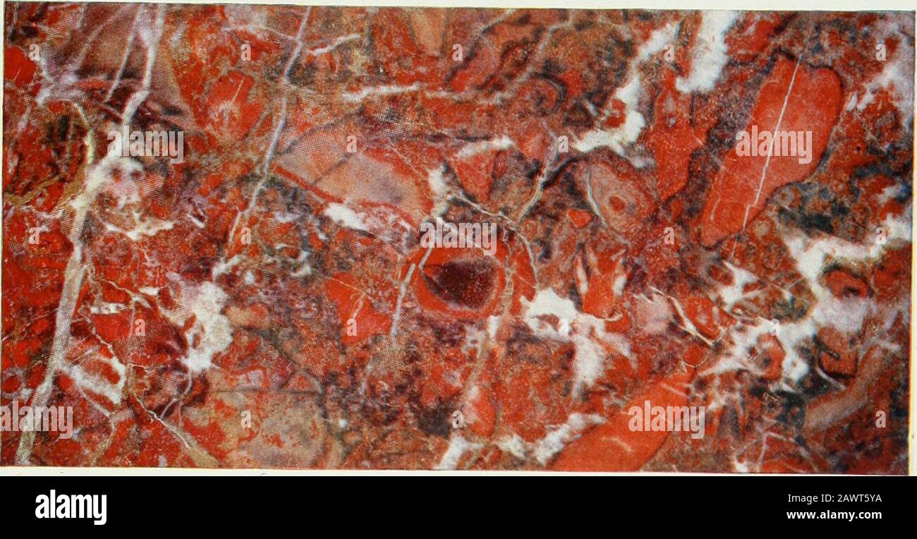 Building and ornamental stones of Australia . FERNBROOK MARBLE, N.S.W ...