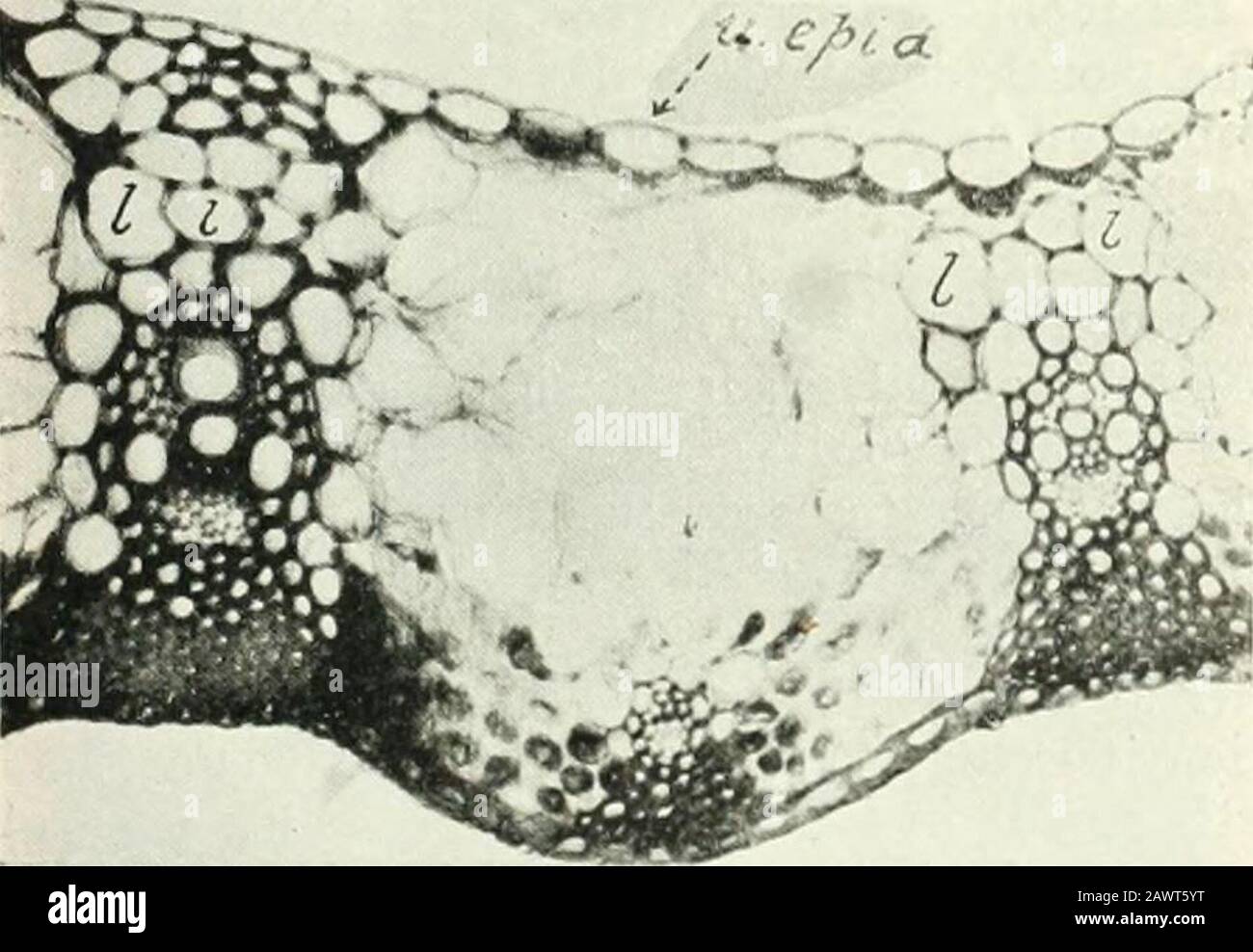 Lignified stem hi-res stock photography and images - Alamy