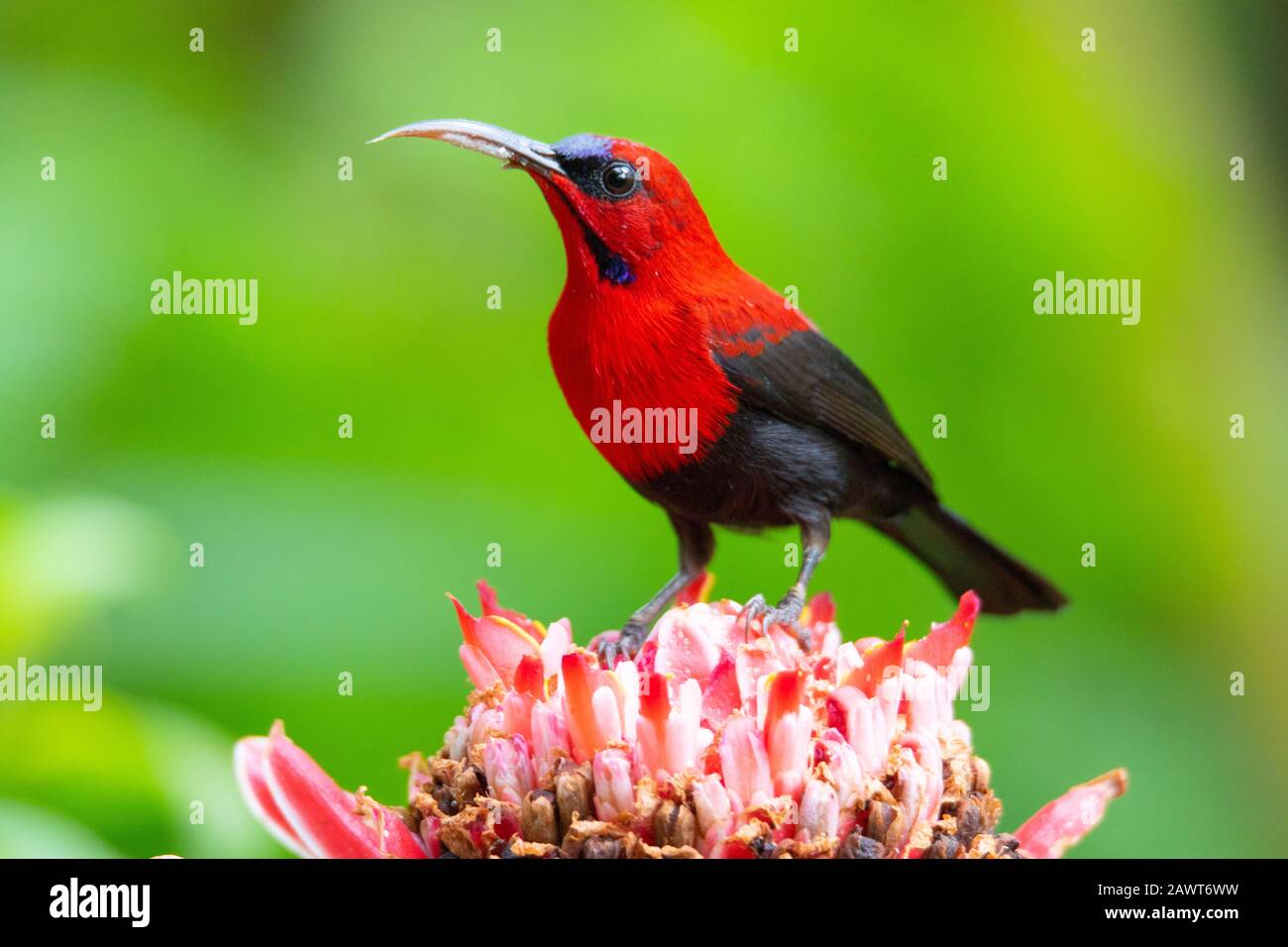 Asian Sunbird Species High Resolution Stock Photography and Images - Alamy