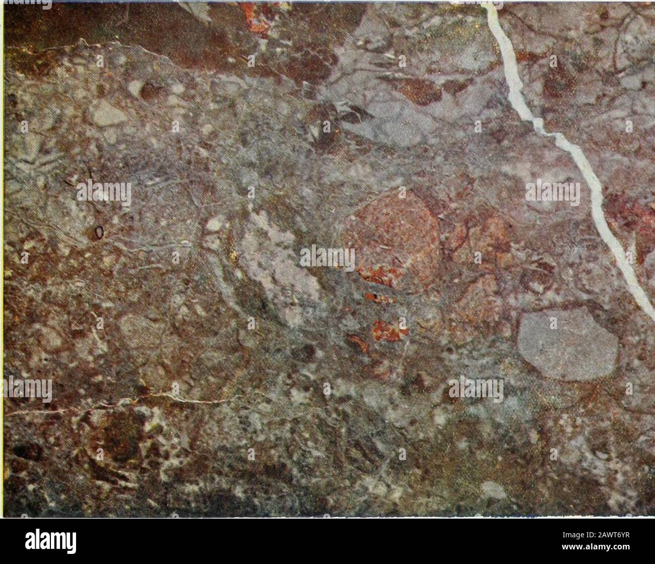 Building and ornamental stones of Australia . FERNBROOK MARBLE (THE ...