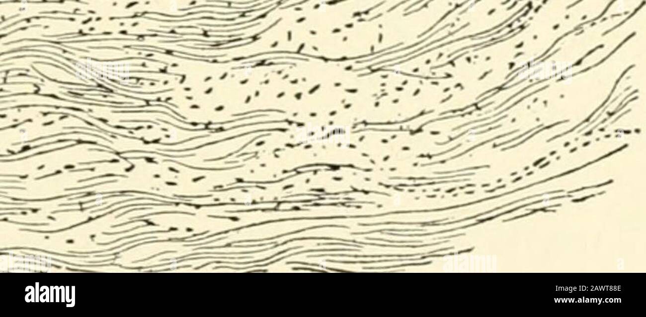 A textbook of obstetrics . 1iifllli^fli#. Fig. 476.—Mammary gland of a ...