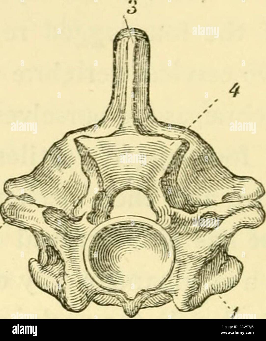 Snakes: curiosities and wonders of serpent life . Front and back view ...