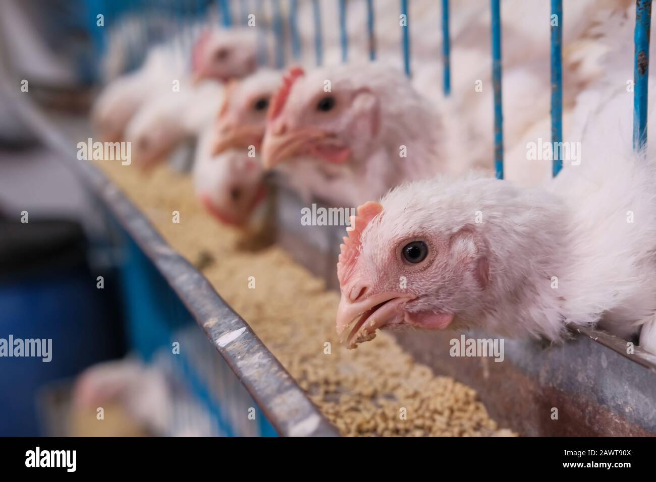 Group of live chicken eating food at farm, closeup Stock Photo - Alamy