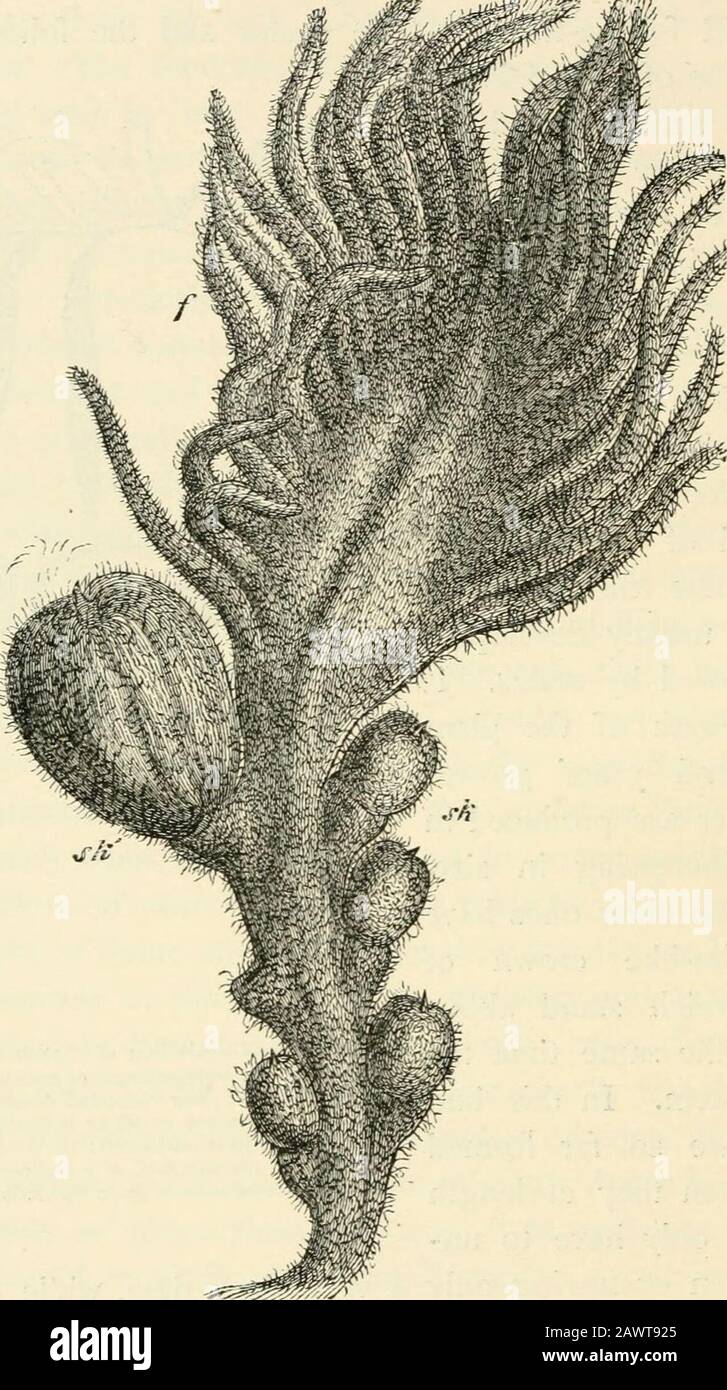 Dichotomous branching hi-res stock photography and images - Alamy