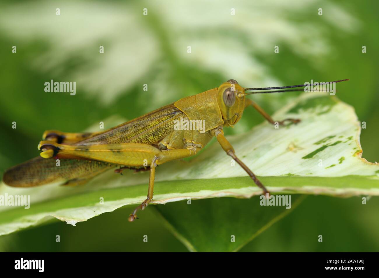 The photo of a brown Grasshopper Stock Photo - Alamy