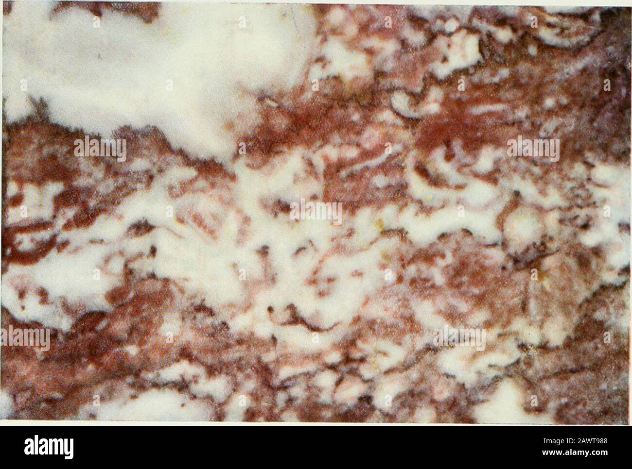 Building and ornamental stones of Australia . Virz =t) CALOOLA MARBLE ...