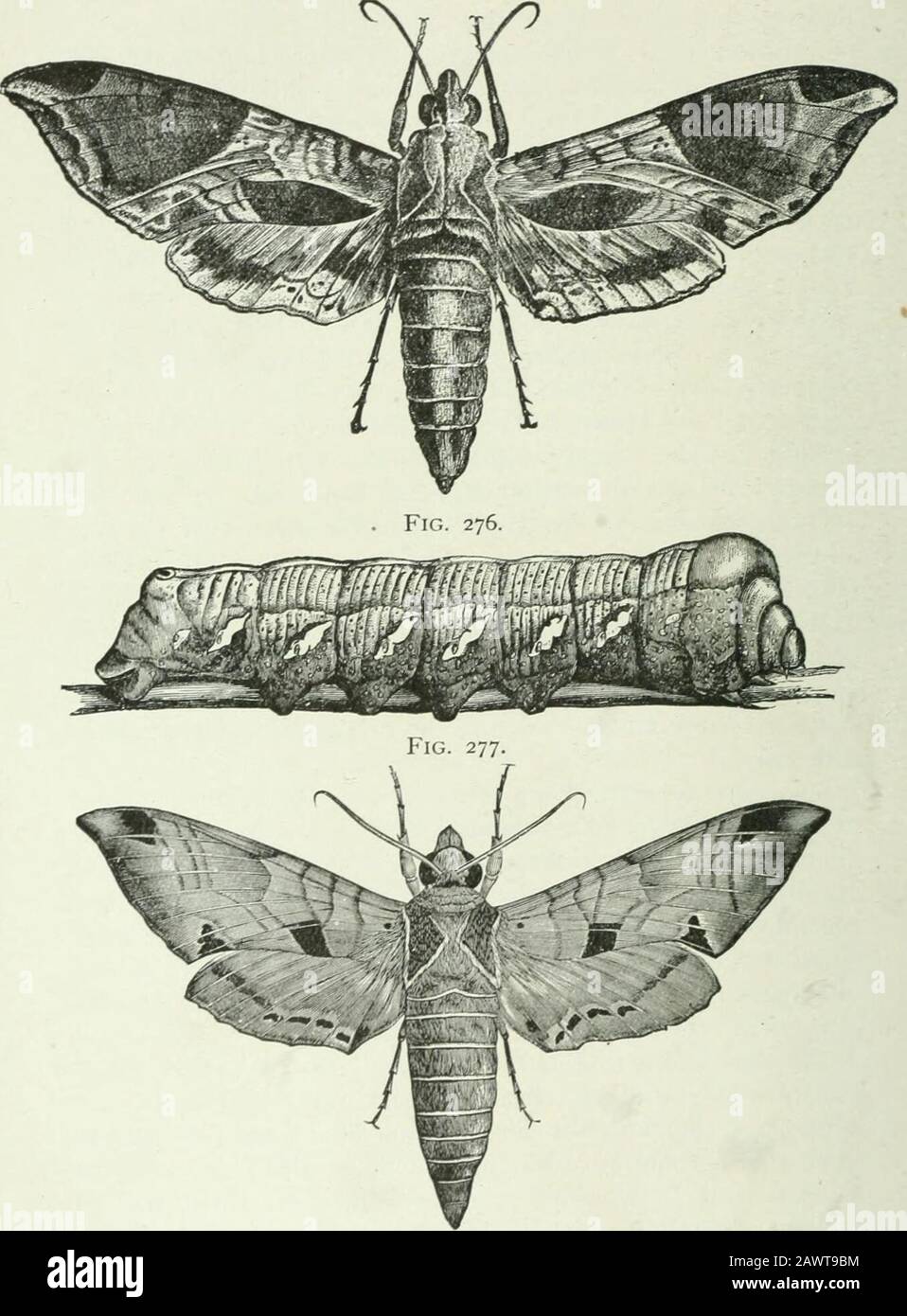 Discal spots hi-res stock photography and images - Alamy