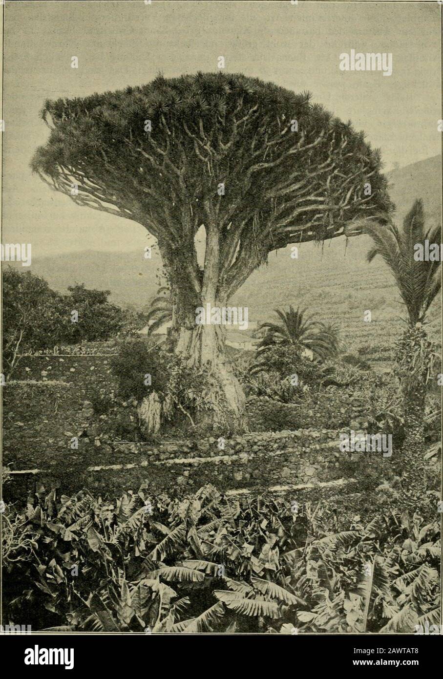 Draco canariensis hi-res stock photography and images - Alamy