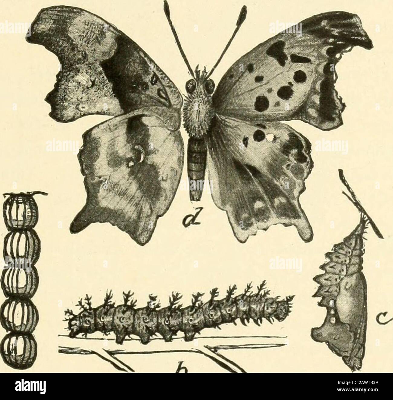 Insect pests of farm, garden and orchard . An inter-esting superstition ...