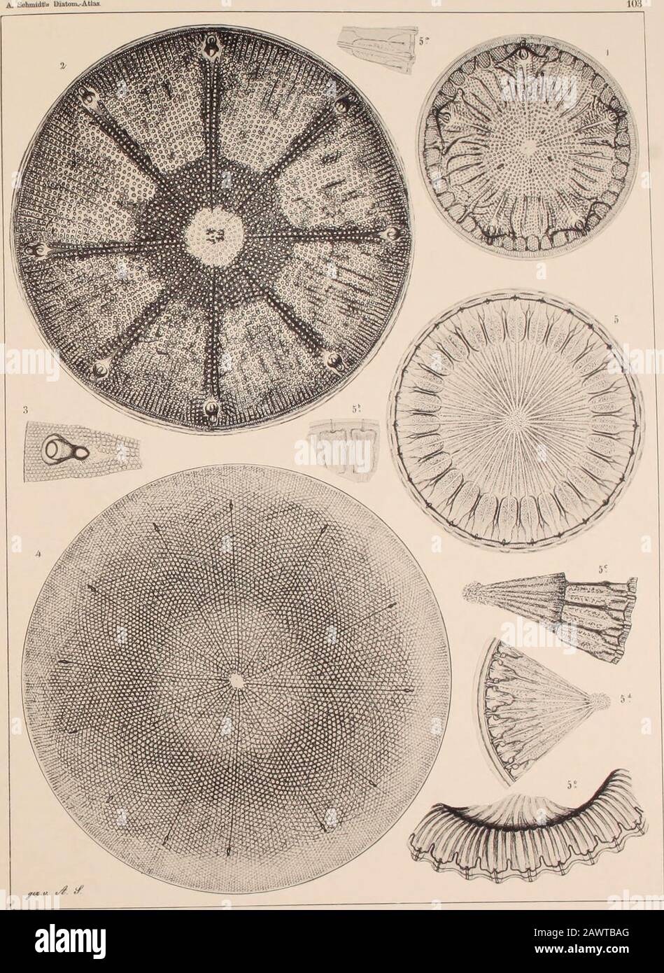 Atlas der Diatomaceen-Kunde . (Thum), Aulacodiscus anlhoides A. S. 2 ...