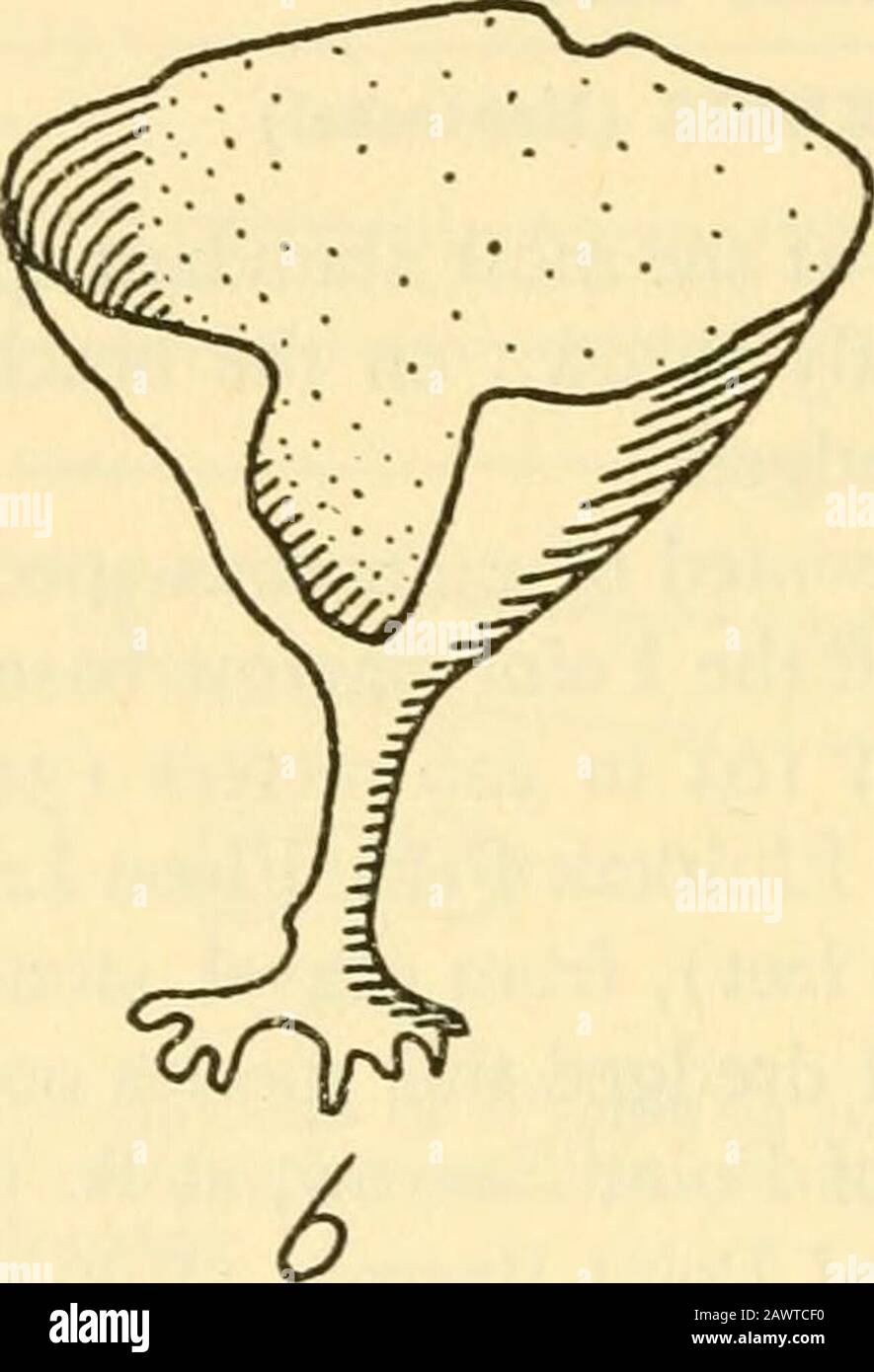 Smithsonian miscellaneous collections . Fig. 5.—A, Spicules of ...